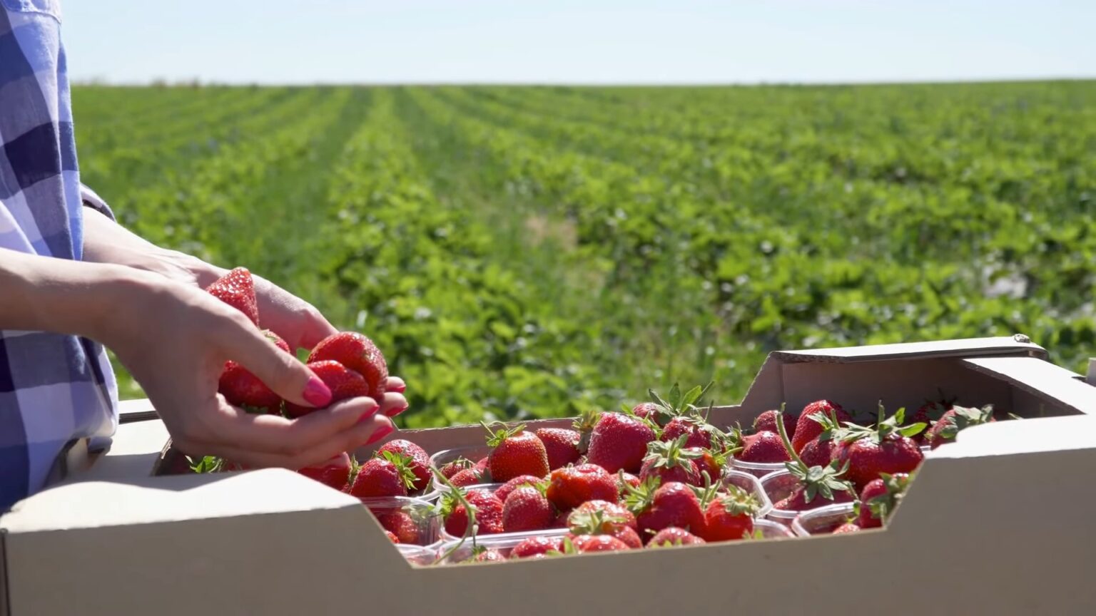 What is Commercial Agriculture? From Fields to Markets - Agricultures ...